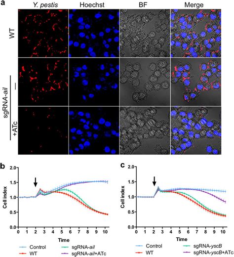 Cytotoxicity Analysis Of Y Pestis Strains With Crispri Mediated Gene Download Scientific