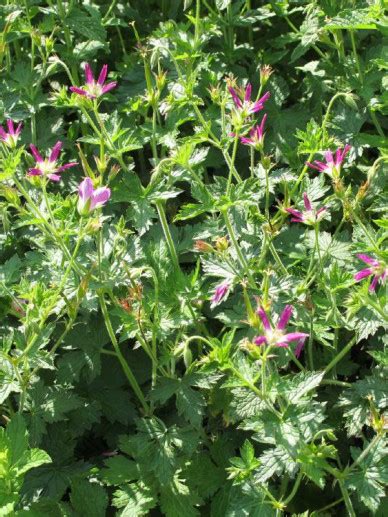 Geranium X Oxonianum Thurstonianum Ooievaarsbek Bloemenpark Appeltern