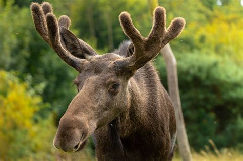 Amerikansk Bison Oplev Præriens Kæmpe I Ree Park Safari