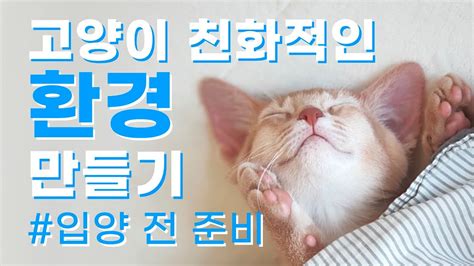 고양이 입양을 앞두고 계신가요 고양이 친화적인 환경 만들기 Youtube