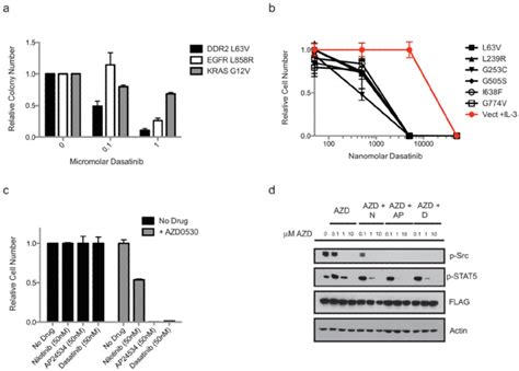 Ectopic Expression Of Ddr2 Mutants Leads To Cellular Transformation