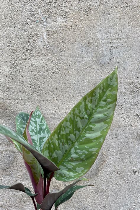 Apoballis Acuminatissima Lavallaei 4 Sprout Home