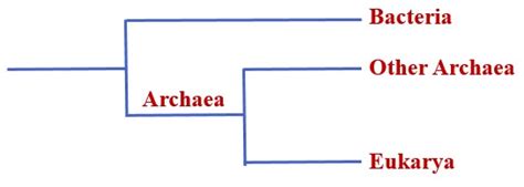 Which Of The Following Phylogenetic Trees Accurately Illustrates