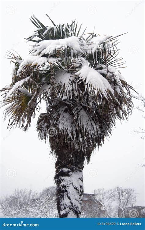 Hot Tree Cold Weather Stock Image Image Of Bark Brighton
