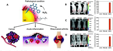 Figure 1 From Organic Persistent Luminescence Imaging For Biomedical