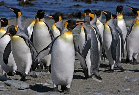 Penguin Facts Types Habitat Diet Adaptations Pictures