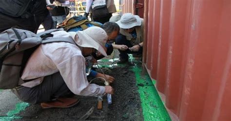 인천항서 첫 여왕개미 발견에 붉은불개미 국내 번식 우려