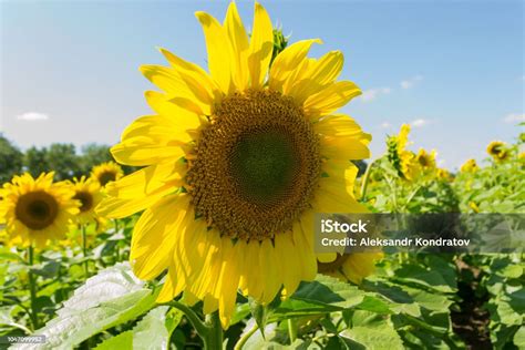 성장 하는 해바라기는 여름 또는을 맑은 날 푸른 하늘과 흰 구름 배경에서와 대 한 필드에 큰 녹색 잎 익은 해바라기의 가까이 보기 0명에 대한 스톡 사진 및 기타 이미지