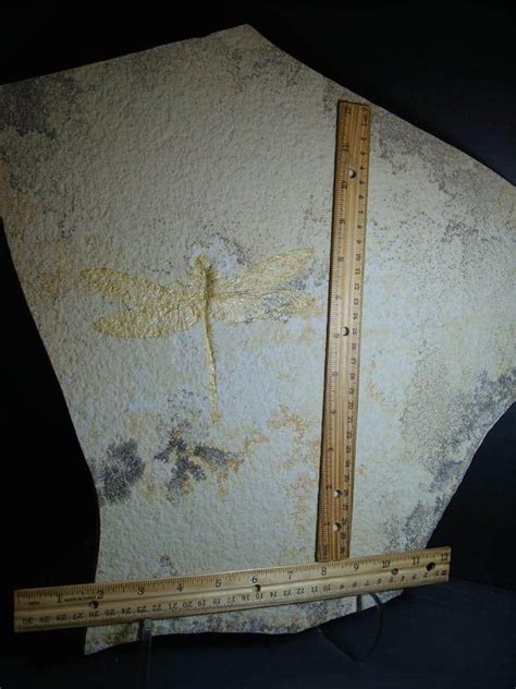 Very Large Fossilized “dragonfly ” In Matrix 012624e The Stones