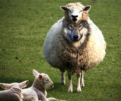 Wolf In Sheeps Clothing Jay Free Flickr