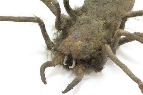 The Prop Gallery Hero Clockwork Spider Planet Of The Spiders