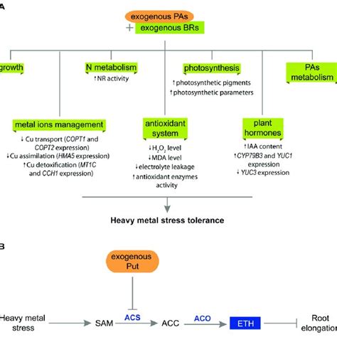 Representative Evidence For The Interaction Between Pas And Plant