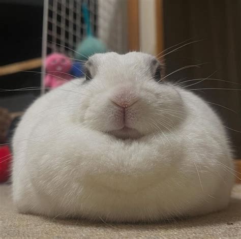 토끼찡 토끼찡 귀엽지 Daum 카페