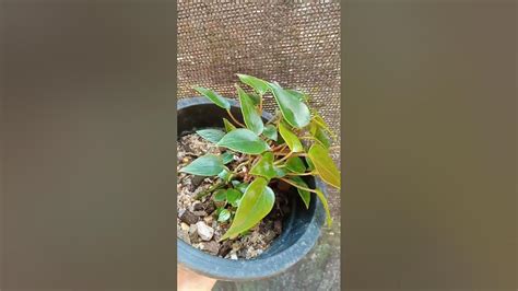 ටොප් කට් එකකි කරනවනම් මේ වගේ පැල පොකුරක් වත් තියෙන්න ඔනි ⁣එක මව් ගහෙන් පොඩි පැල 28ක් තියෙනවා