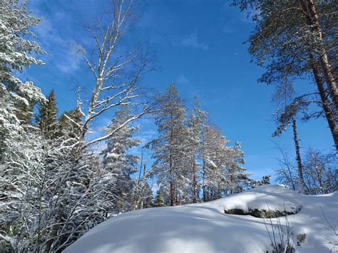 무료 이미지 자연스러운 눈 자연 경관 하늘빛 작은 가지 자연 환 경 낙엽송 분기 경사 초목 햇빛 동결 상록수 트렁크 가문비 나무 전나무 숲
