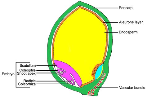 Sorghum Morphology And Anatomy Earthhome Evolution