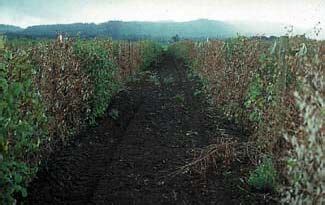 Raspberry Root Rot Sampling Guidelines For Phytophthora Fragariae Rubi Identification Using PCR