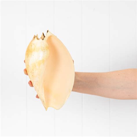 Baler Shell 6034 Coastal Vintage Baler Shell 6034 Coastal Vintage