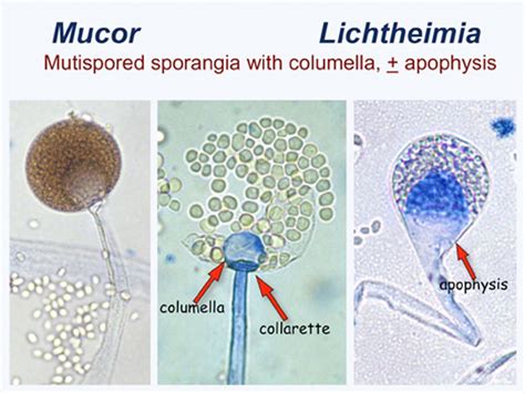 Asexual Fungal Spores