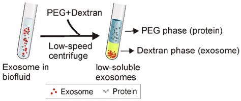 Schematic Of Aqueous Two Phase System Based Exosome Isolation When The Download Scientific