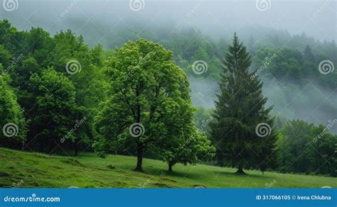 Horizontal Landscape Green Trees In The Fog Stock Illustration