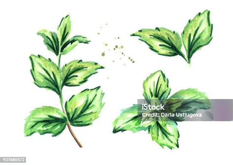 Ilustración De Conjunto De La Planta De Menta Colección De Acuarelas