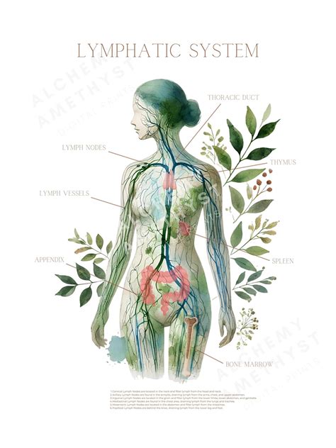 Lymph Nodes Human Anatomy Lymphatic System Definition Anatomy