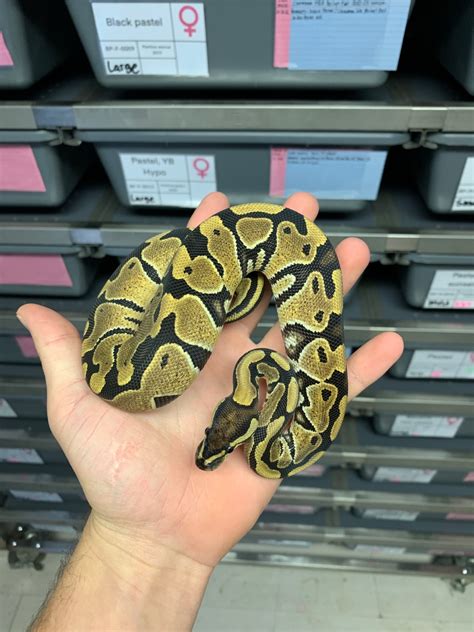 Double Het Hypo Clown Ball Python By Heatseeker Reptiles Llc Morphmarket