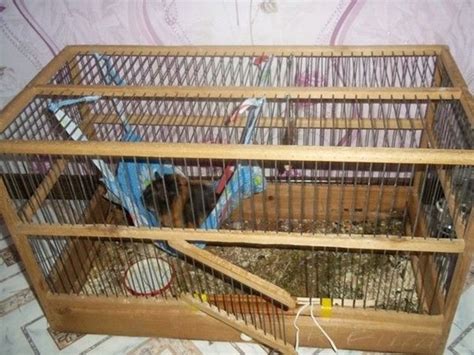 Седем важни препоръки при отглеждането на морско свинче Български Фермер