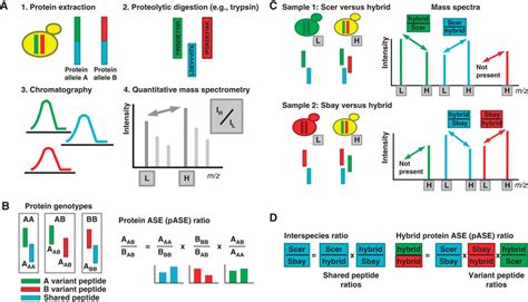 Measuring Protein Allele Specific Expression Pase By Liquid Download Scientific Diagram