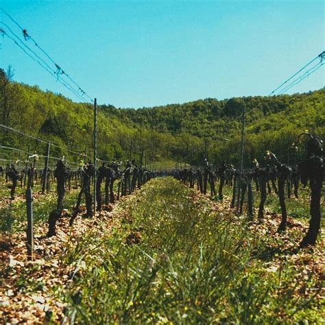 Château Du Cedre Wineplanetsk