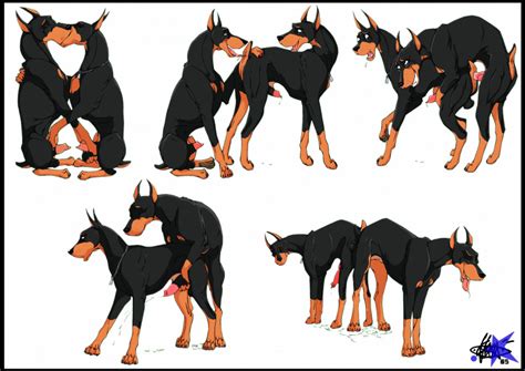 Rule 34 2015 Anal Animal Genitalia Anus Balls Canine Cum Doberman Duo