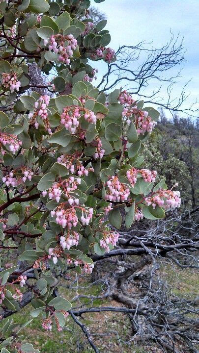 Big Leaf Manzanita California Native Plants California Native Plants