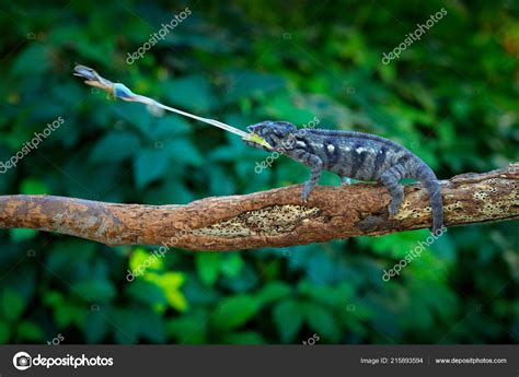 Jackson Chameleon Tongue