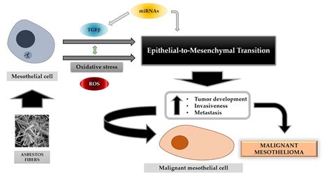 Mesothelioma Cell