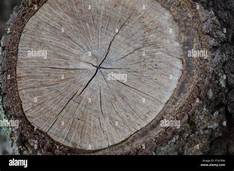 Tree Trunk Cross Section Stock Photo Alamy