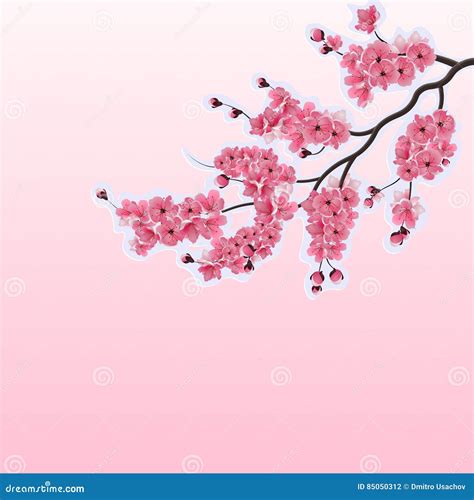 日本樱桃，佐仓 豪华的分支黑暗的桃红色樱花特写镜头 删去纸板 例证 向量例证 插画 包括有 婚姻 开花 85050312