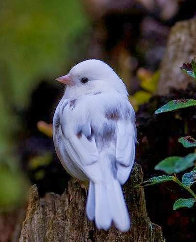 Leucistic Dark Eyed Junco ~ Photos Hub