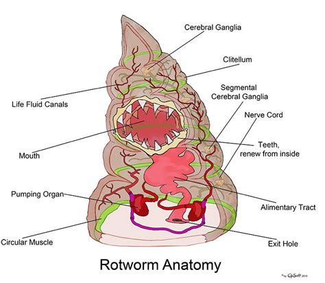 Rotworm Anatomy Posted On Tibias Facebook Rtibiammo