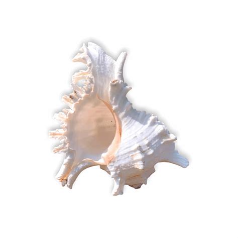 Loud Sound Surya Mukhi Shankh Snail Natural Conch Surya Mukhi