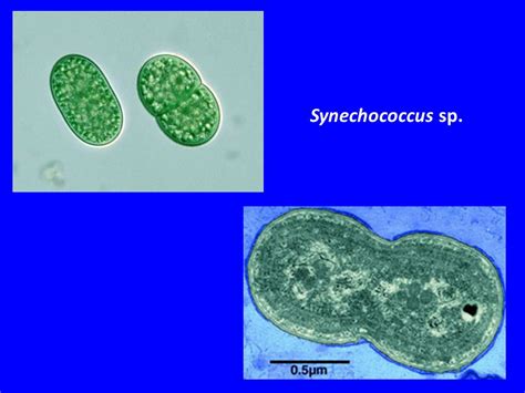 Synechococcus Sp Who Depends On Fish For Nutrition This Map Shows