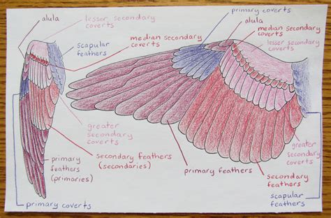 Bird Wing Feathers A Simple Guide To The Mysteries Rolling Harbour Abaco