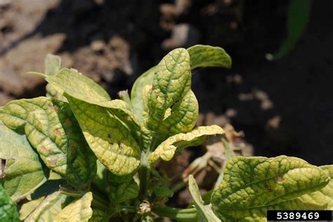 Raspberry Leaf Curl Virus Treatment Kittylasopa