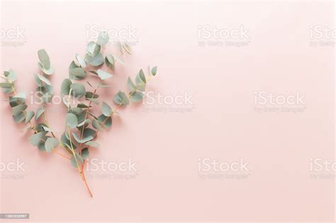 꽃과 유칼립투스 조성물 흰색 배경에 다양한 다채로운 꽃으로 만든 패턴 플랫 누워 스티일 생활 0명에 대한 스톡 사진 및 기타