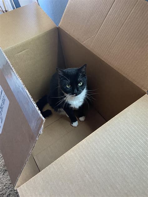 Happy Tuxedo Cat Day R Tuxedocats