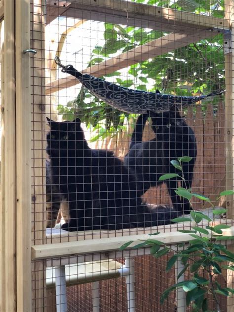 Catios A Solution For Letting Cats Enjoy The Outdoors—safely Gardenrant