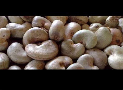 Raw Cashew Nut In Shell Raw Cashew Nut Manufacturer From Ahmedabad