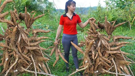 Harvesting Cassava Goes To Countryside Market Sell Phương Free