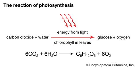 Photosynthesis Definition Formula Process Diagram Reactants