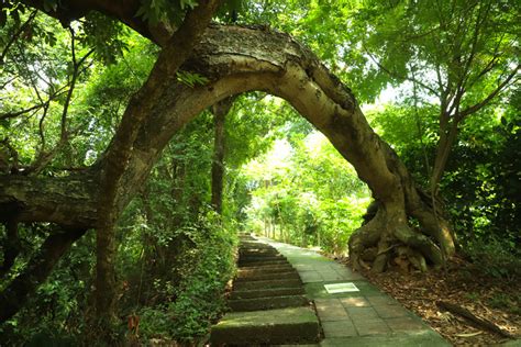 S步道南投中興新村虎山步道眷村竹林秘境南投市 健行筆記